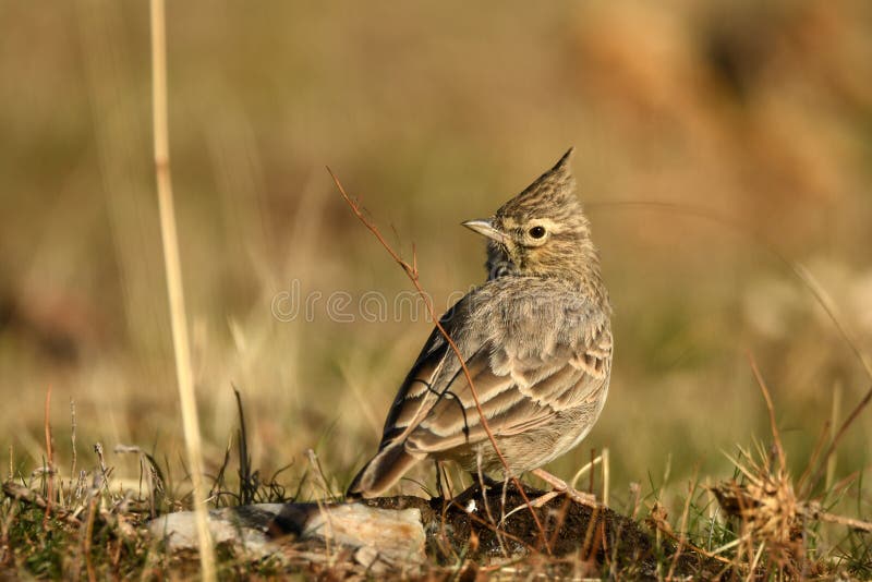 Lark in the Field in Autumn Stock Photo - Image of claws, river: 259253140
