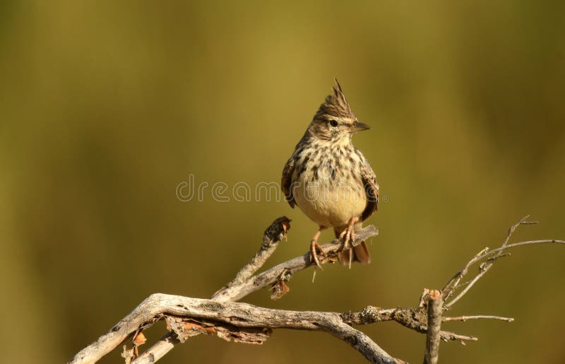 Lark in the Field in Autumn Stock Image - Image of close, gredos: 259253171