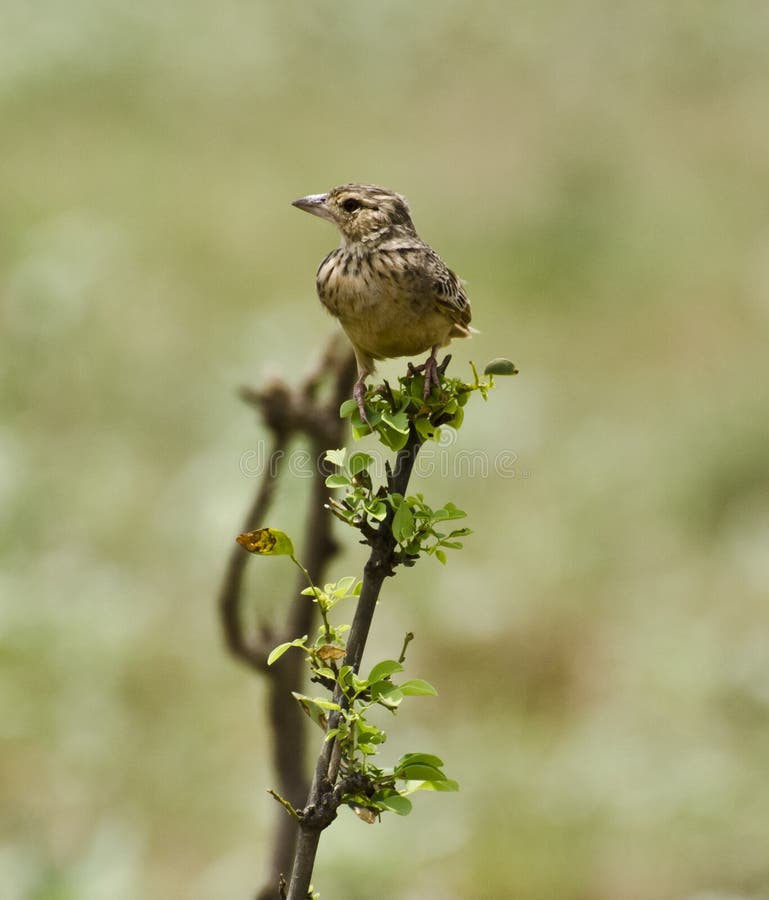 An Indian Bush Lark Perching on a Bush Stock Image - Image of perching ...