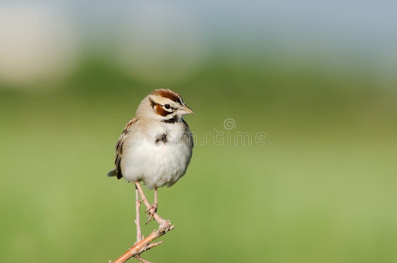 Lark Sparrow (Chondestes Grammacus) Stock Image - Image of emberizidae ...