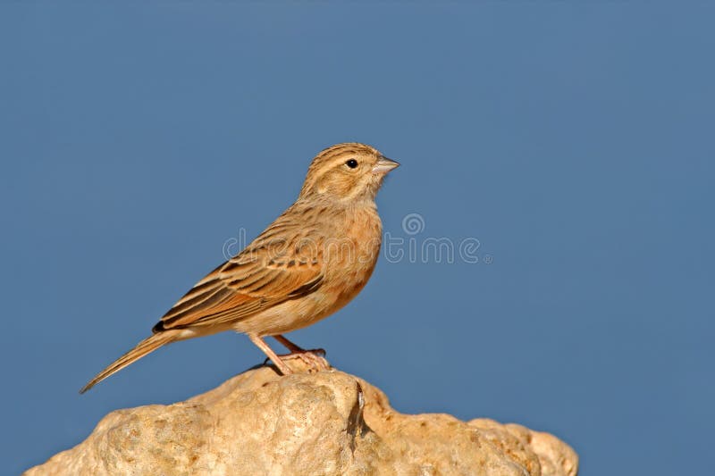 Rustic Bunting (Emberiza Rustica Latifascia) Stock Image - Image of ...