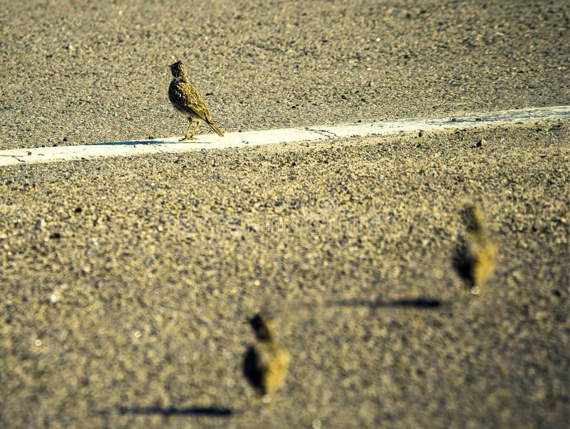 Larks stock photo. Image of tarmac, wild, birdwatching - 139575874