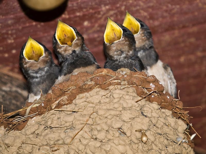 Larks in the nest stock photo. Image of newborn, beautiful - 46628952