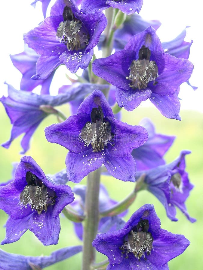 2,100 Summer Larkspur Flowers Stock Photos - Free & Royalty-Free Stock ...
