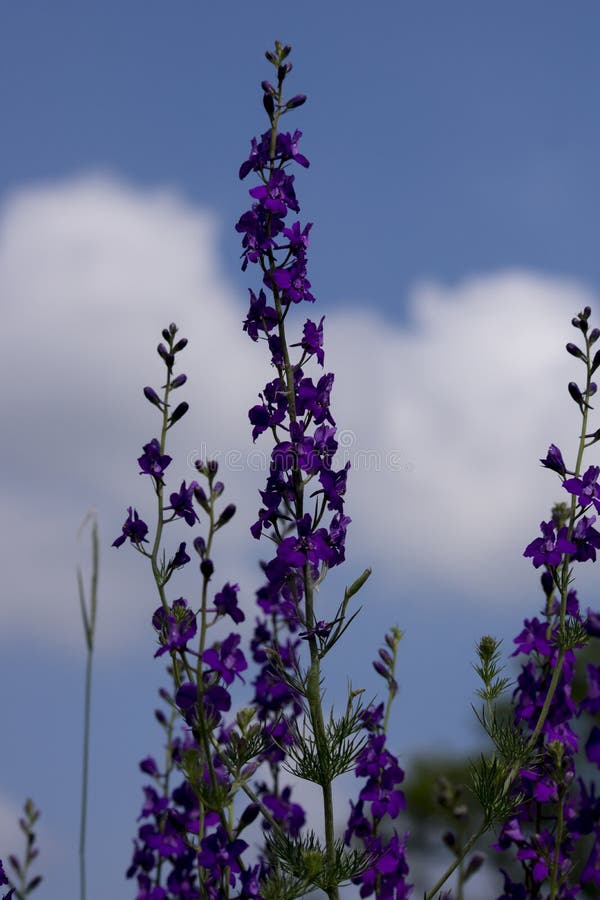 The Larkspur Consolida Regalis Stock Image - Image of inflorescence ...