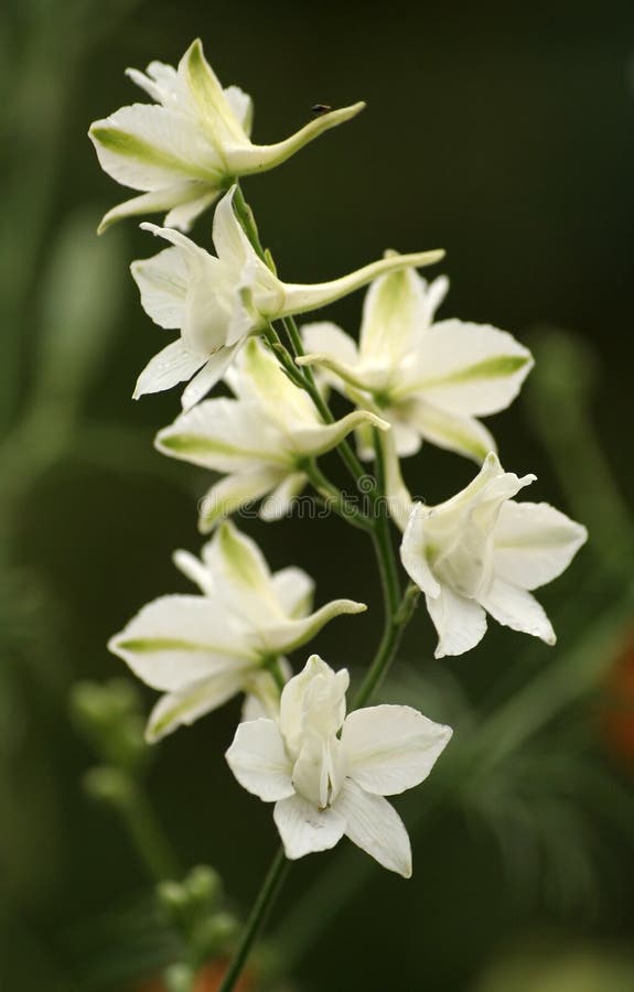 1,778 Summer Larkspur Flowers Stock Photos - Free & Royalty-Free Stock ...