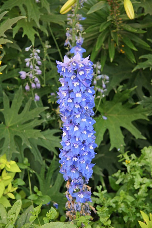 Larkspur stock image. Image of moscow, single, bush, head - 50615749