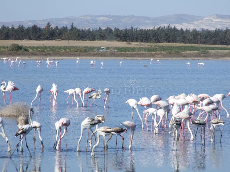 Larnaca Flamingos stock image. Image of larnaka, birds - 5673897