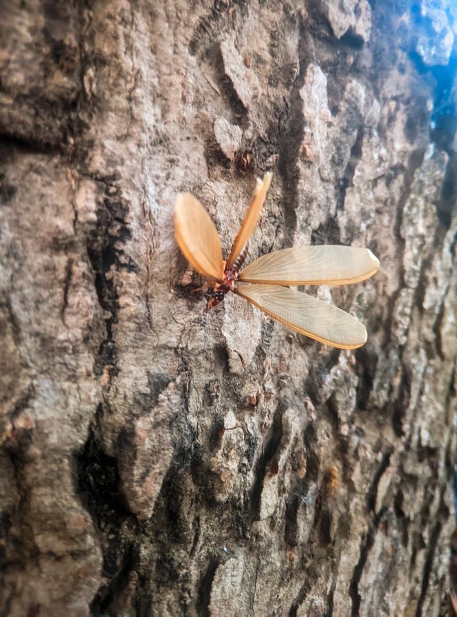 Animals Perch on Tree Trunks Stock Photo - Image of wings, perched ...