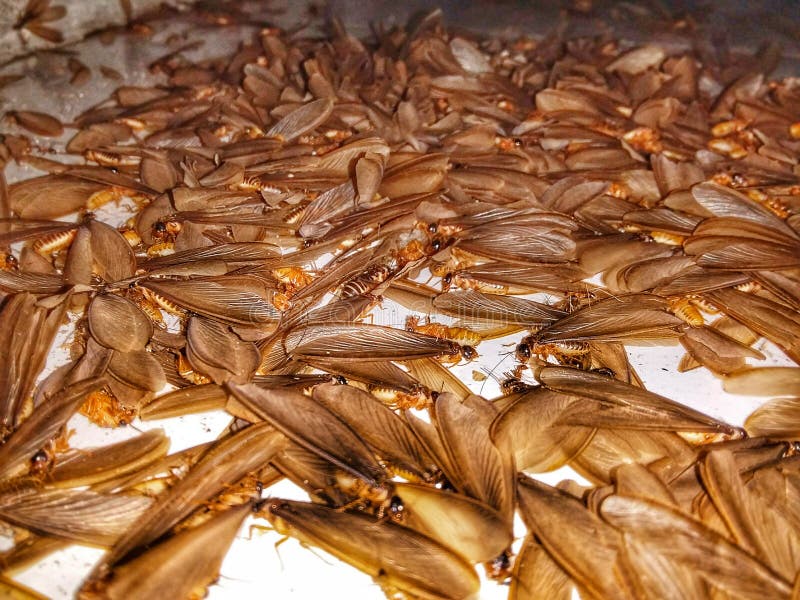 LARON serritermitidae stock photo. Image of kalotermes - 131874620