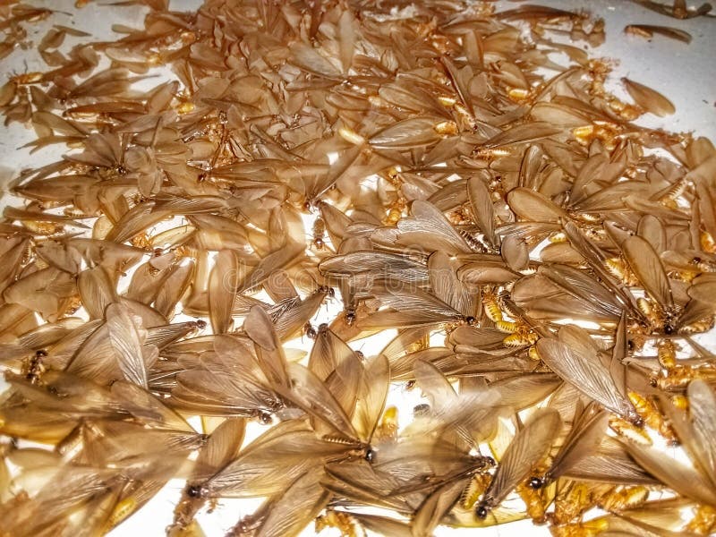 LARON serritermitidae stock image. Image of laron, flavicollis - 131874747