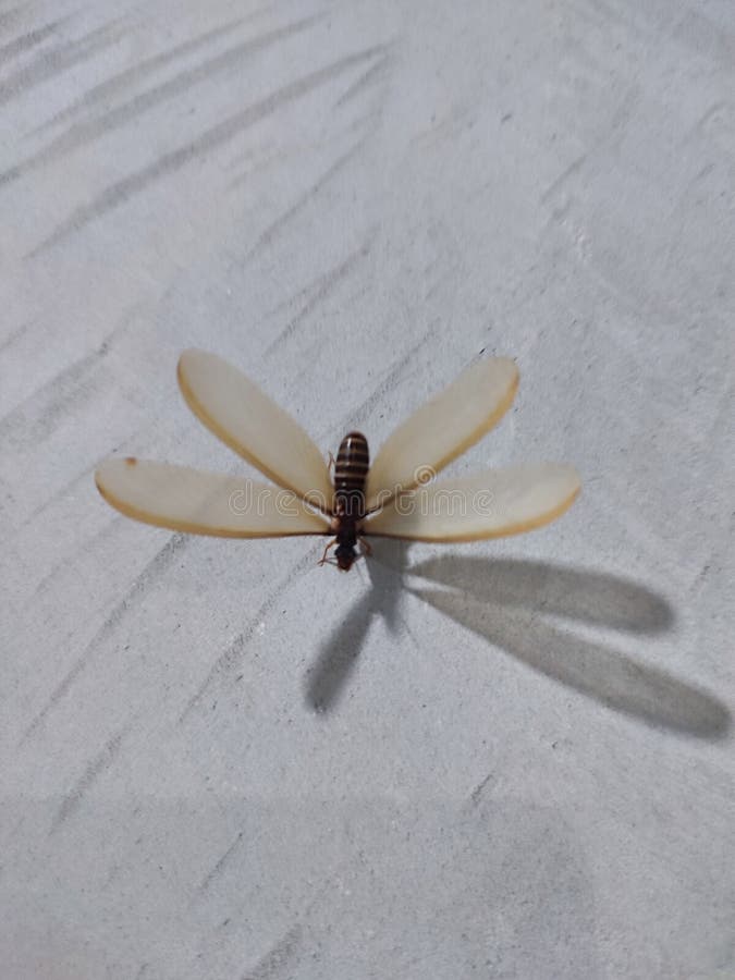 Laron in the Wall Termites Insect Stock Image - Image of termites ...