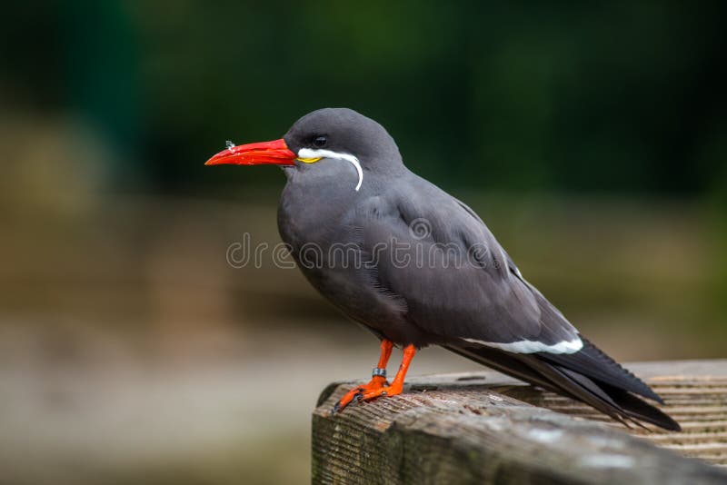 Larosterna Inca Bird in Nature Park Stock Image - Image of larosterna ...