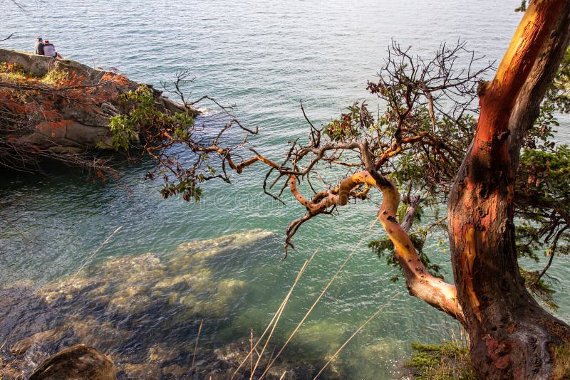 A Madrone Tree Branch Points Towards the Samish Bay Stock Image - Image ...