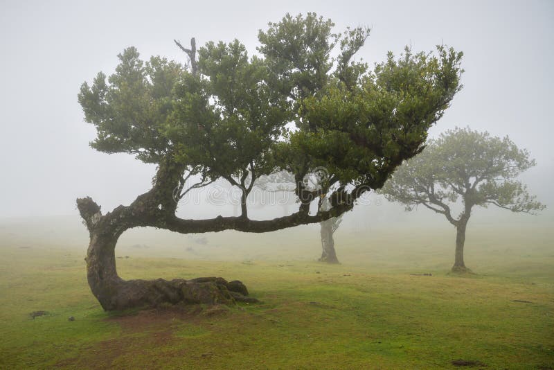 Laruel Trees Stock Photos - Free & Royalty-Free Stock Photos from ...