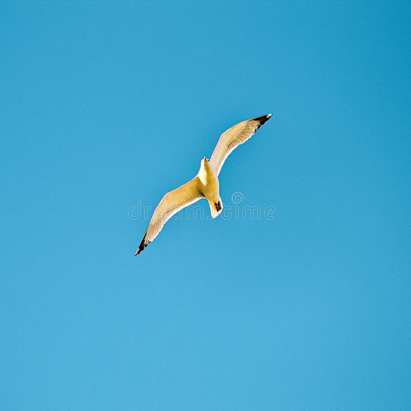 Larus Bird Flying in Its Large Form Stock Image - Image of form, larus ...