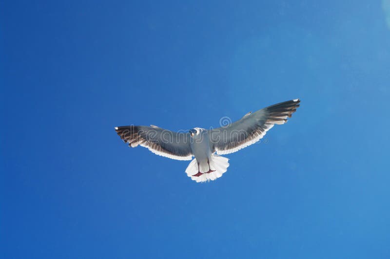 Average Sized Gull Stock Photos - Free & Royalty-Free Stock Photos from ...