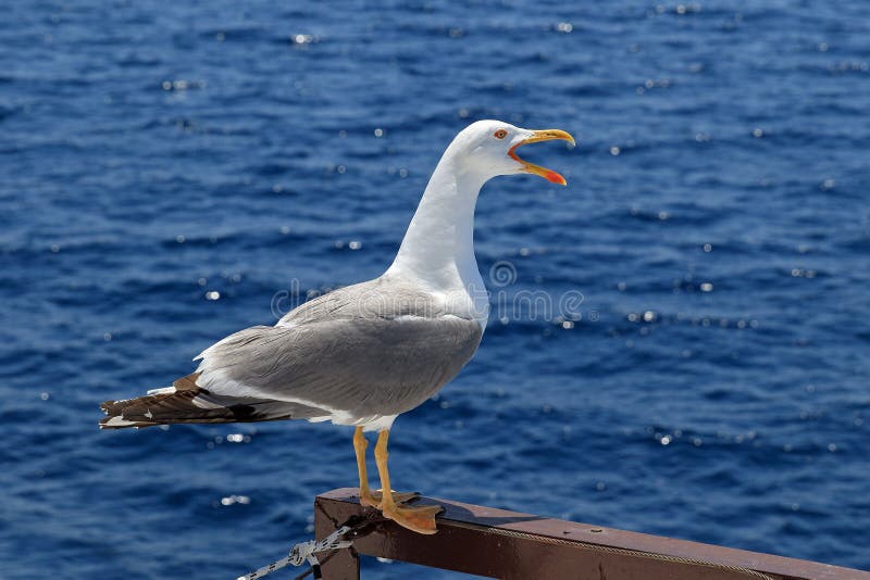Larus Michahellis. Mediterranean Seagull Close-up with Open Beak Stock ...