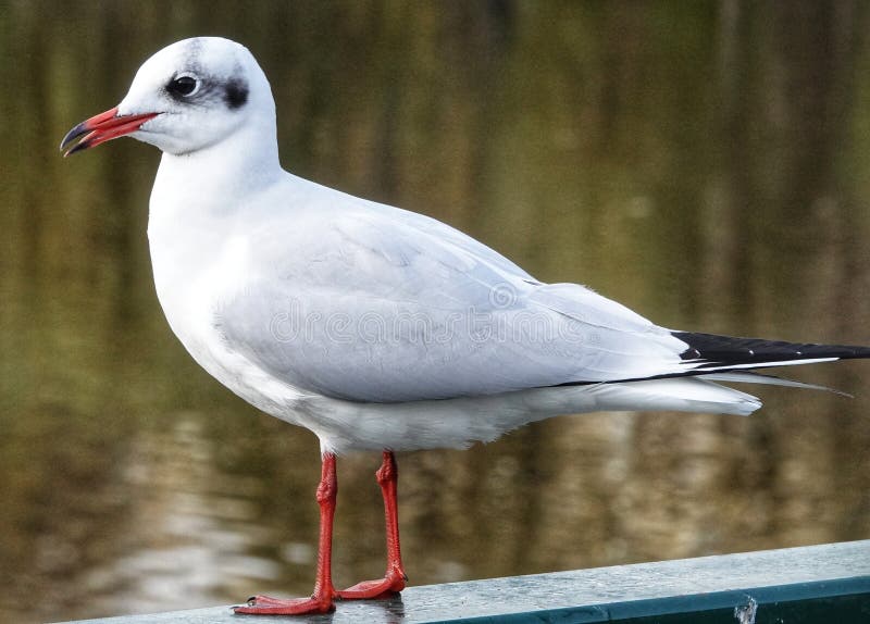 Larus Ridibundus, or Red Leg Gull at Morarilor Park in Bucharest Stock ...