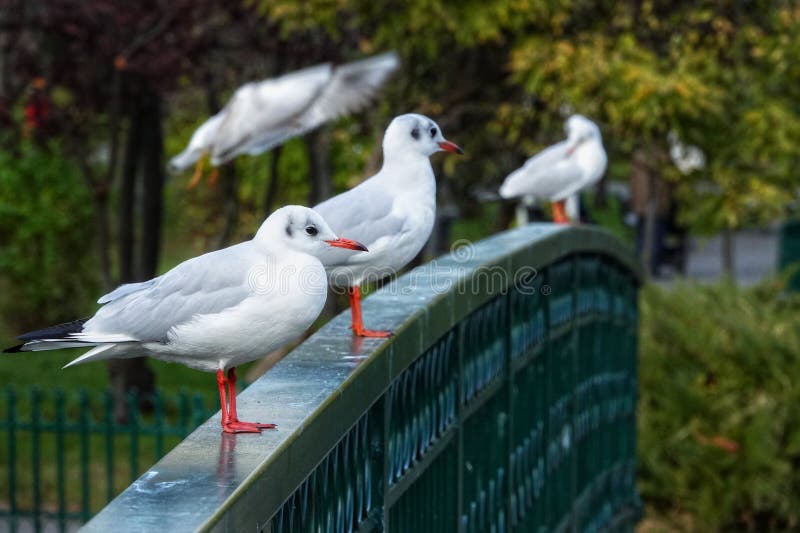 Larus Ridibundus or Red Leg Gull at Morarilor Park in Bucharest Stock ...