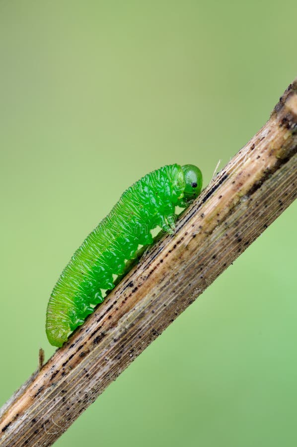 Larva stock image. Image of leaf, detail, life, creature - 17907093