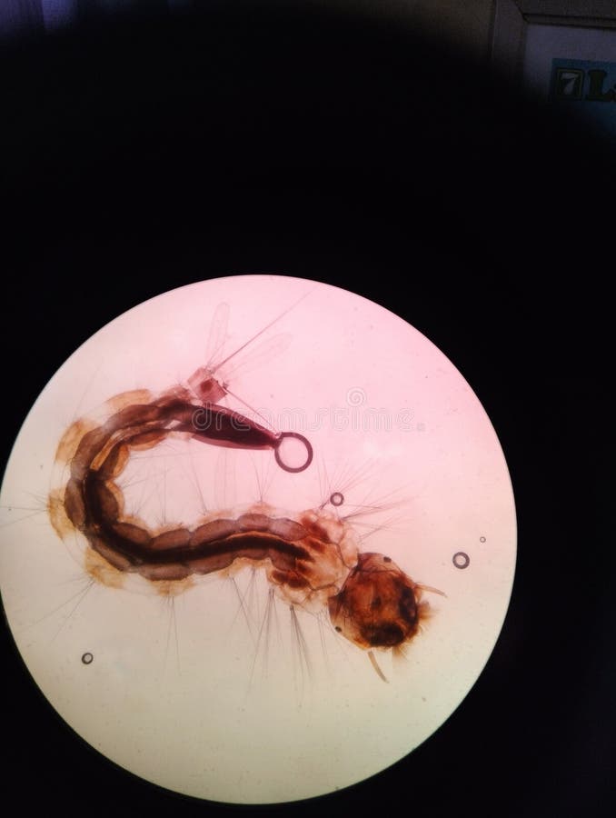 Larva Aedes Aegypty Microscope Laboratory Stock Photo - Image of ...