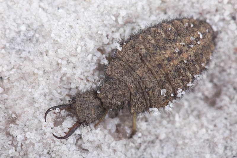 Larva of Antlion among Sand Stock Photo - Image of predator ...