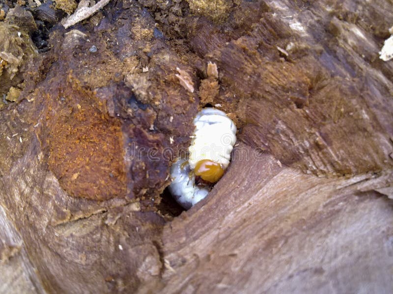 Larva of a Bark Beetle in a Rotten Stump. Stock Photo - Image of ...