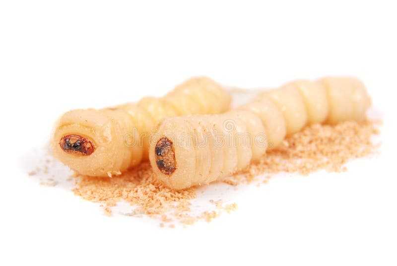 Larva Bark Beetle Scolytinae. Larva of Bark Beetles Legless Stock Photo ...