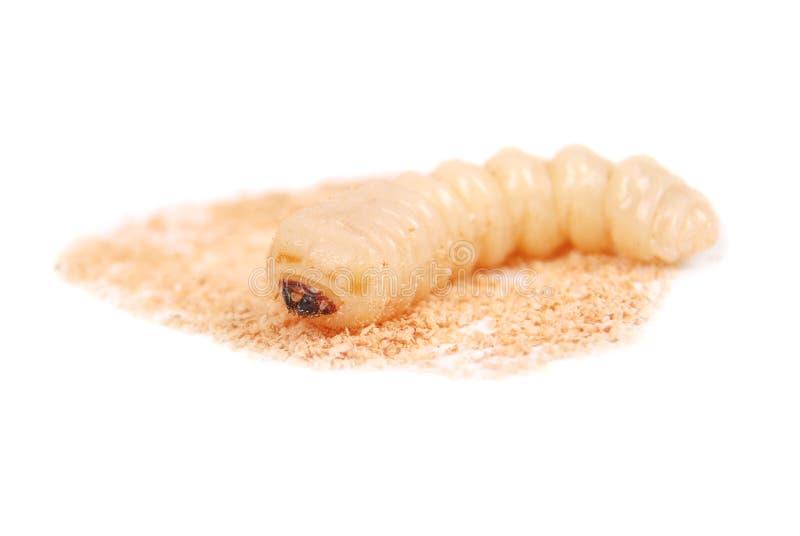 Larva Bark Beetle Scolytinae. Larva of Bark Beetles Legless Stock Image ...