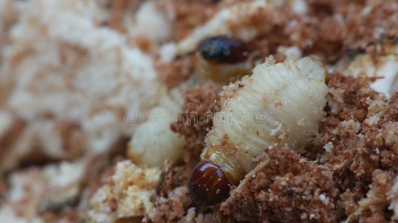 Larva of Bark Burrow Beetle Stock Video - Video of arthropod, closeup ...