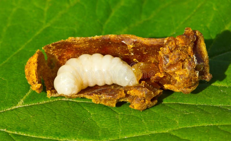 Larva of queen bee stock photo. Image of nature, beauty - 148031220