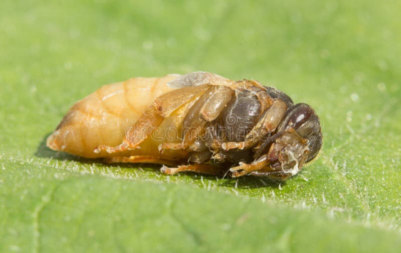 Larva of queen bee stock photo. Image of nature, beauty - 148031220
