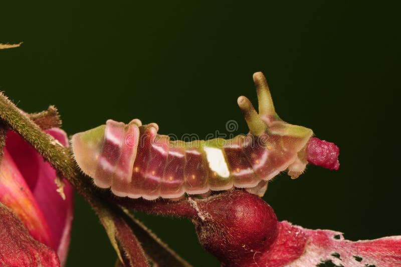 BUTTERFLY/Pathysa Antiphates Stock Image - Image of green, macro: 57300105