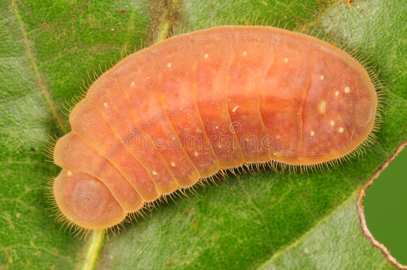 Larva of Butterfly, Lycaenidae Stock Image - Image of flower, bottom ...