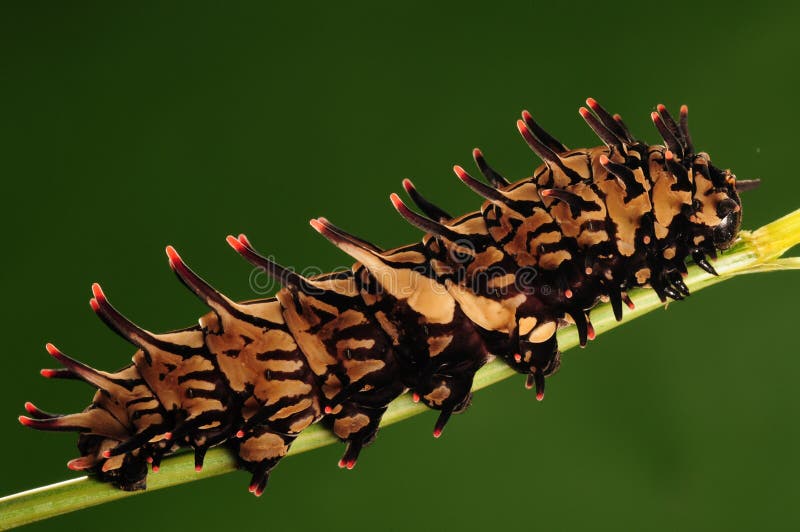 Larva of Butterfly/Troides Aeacus/brown Stock Image - Image of color ...