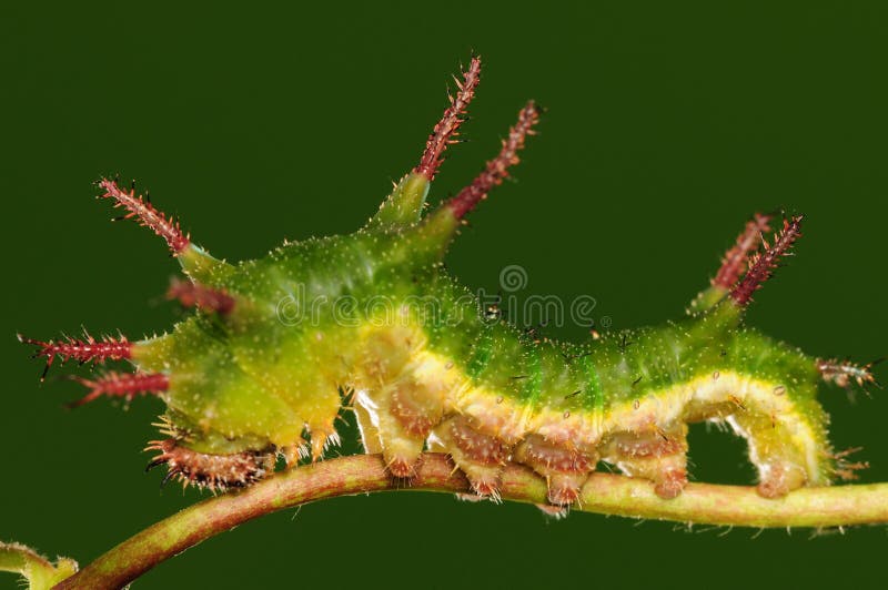 Larva of Butterfly/Troides Aeacus/brown Stock Image - Image of color ...