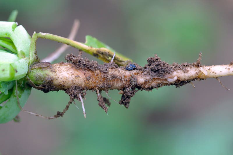 Larva of Cabbage Fly (also Cabbage Root Fly, Root Fly or Turnip Fly ...