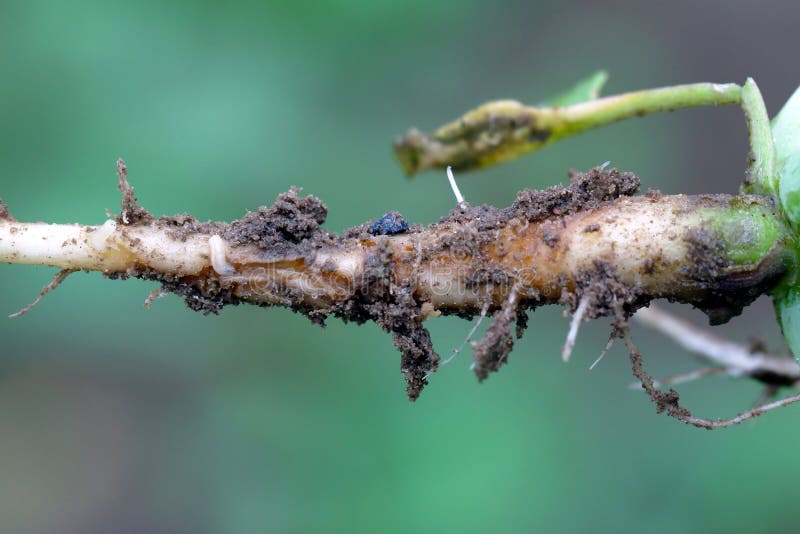 Larva of Cabbage Fly (also Cabbage Root Fly, Root Fly or Turnip Fly ...