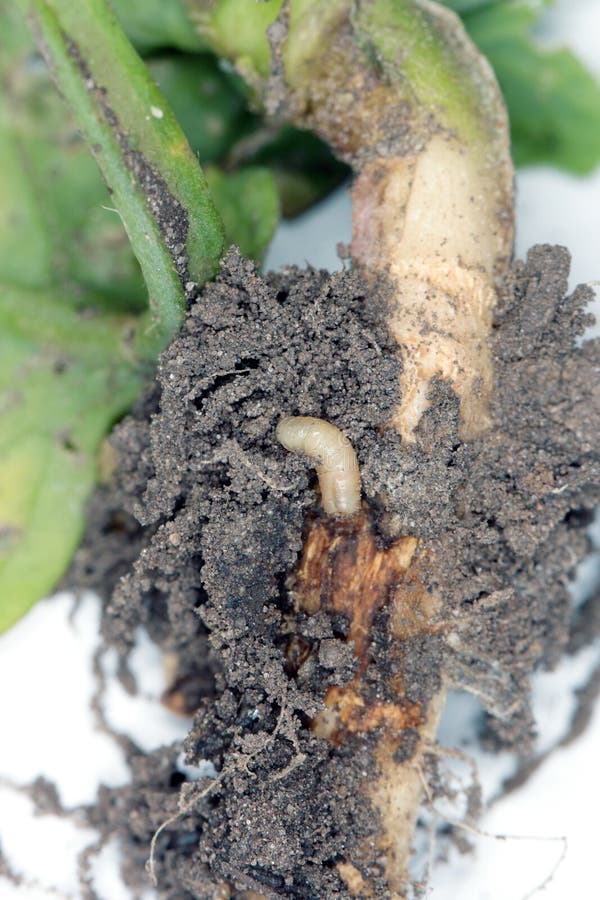 Larva of Cabbage Fly (also Cabbage Root Fly, Root Fly or Turnip Fly ...