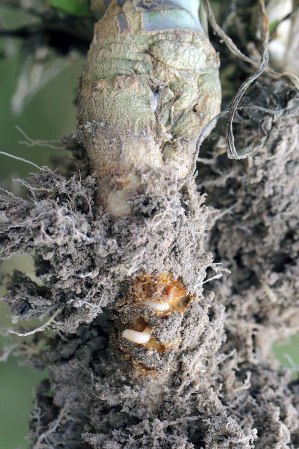 Cabbage Larva On Leaf Macro Image Stock Image - Image of eating, fine ...