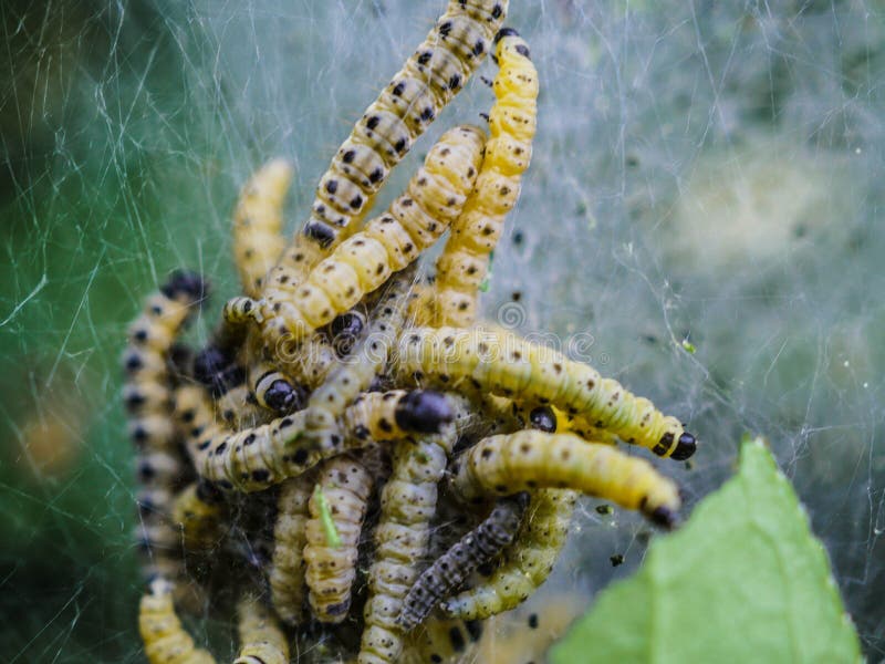 Larva, Caterpillar, Invertebrate, Insect Stock Photo - Image of ...