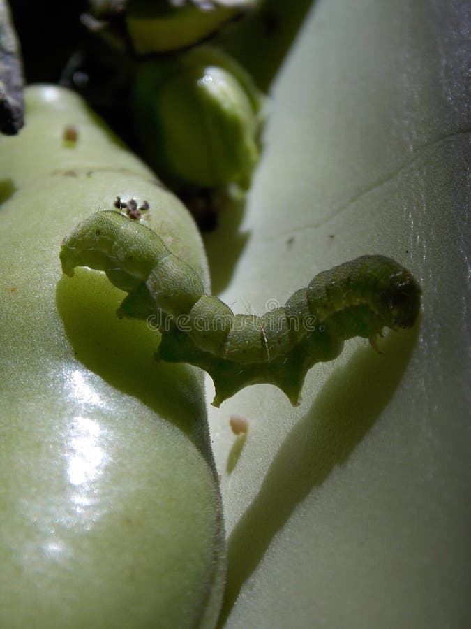 Larva, Caterpillar, Macro Photography, Insect Picture. Image: 131083347
