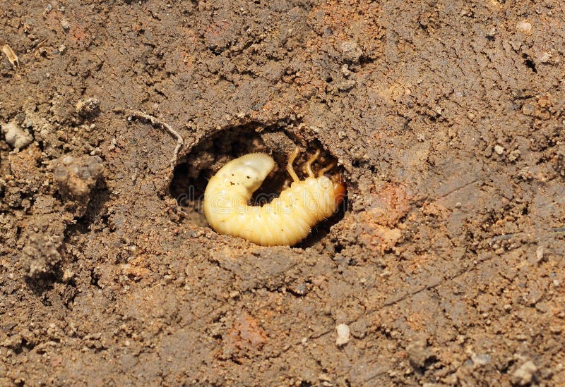 Chafer Larva (Phyllophaga) stock image. Image of grub - 33462667