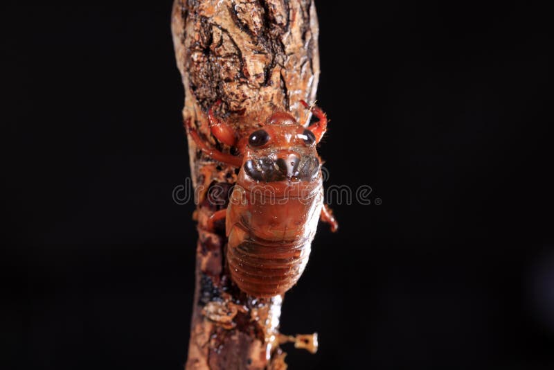 Cicada larva stock image. Image of cicadoidea, plant - 177330449