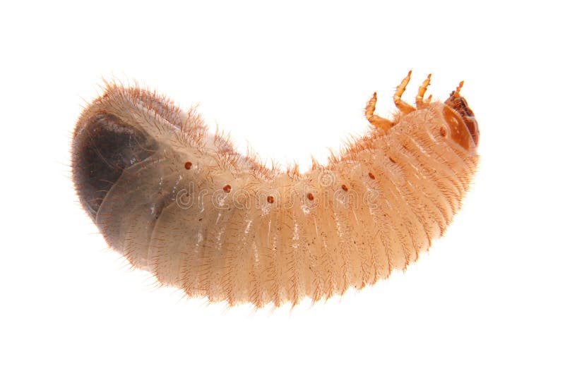 Larva of a may-bug stock image. Image of invertebrate - 15648081