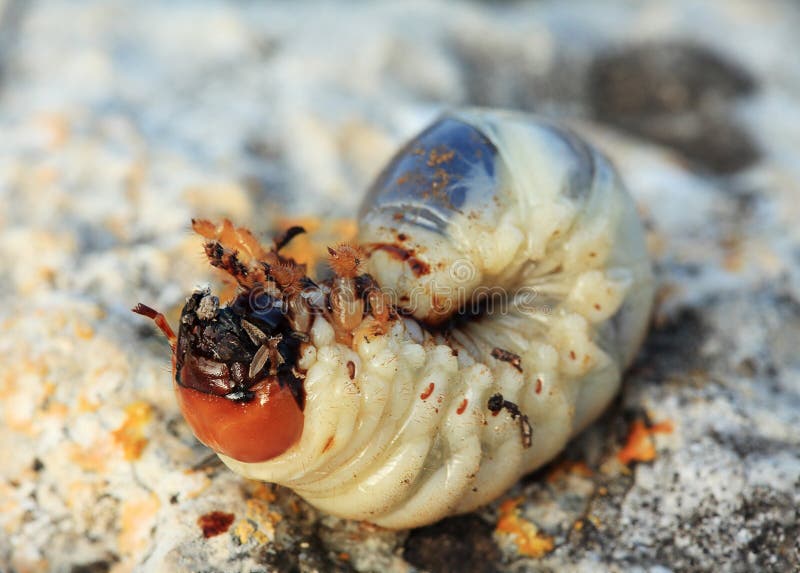 Cockchafer larva stock photo. Image of natural, biology - 24501700