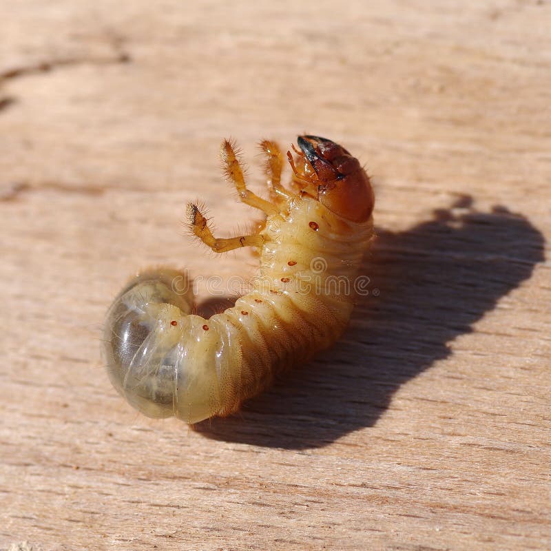 Larva of cockchafer stock photo. Image of cockchafer - 67752280