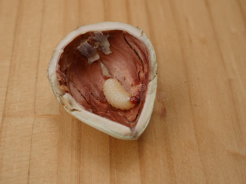 Larva curculio nucum stock photo. Image of white, close - 76408954