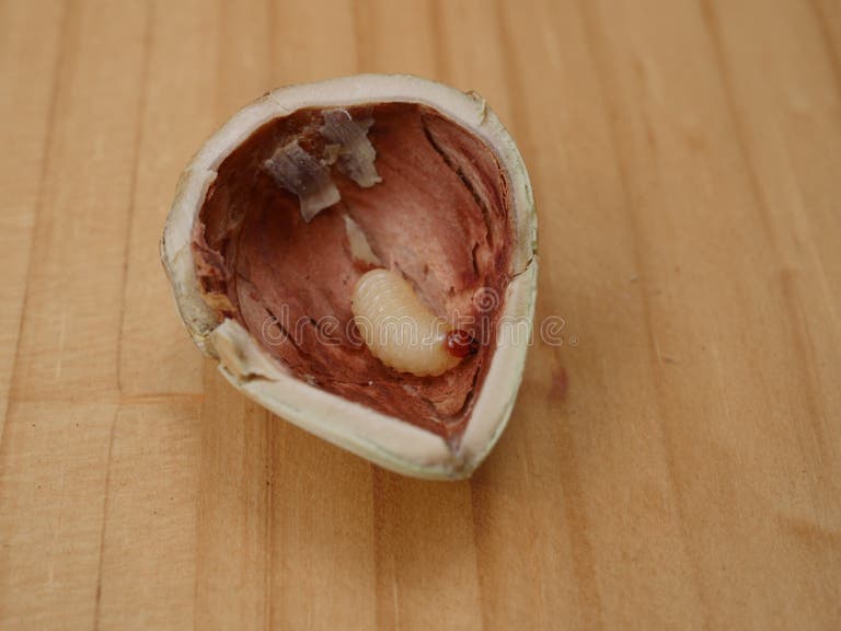 Larva curculio nucum stock photo. Image of white, close - 76408954